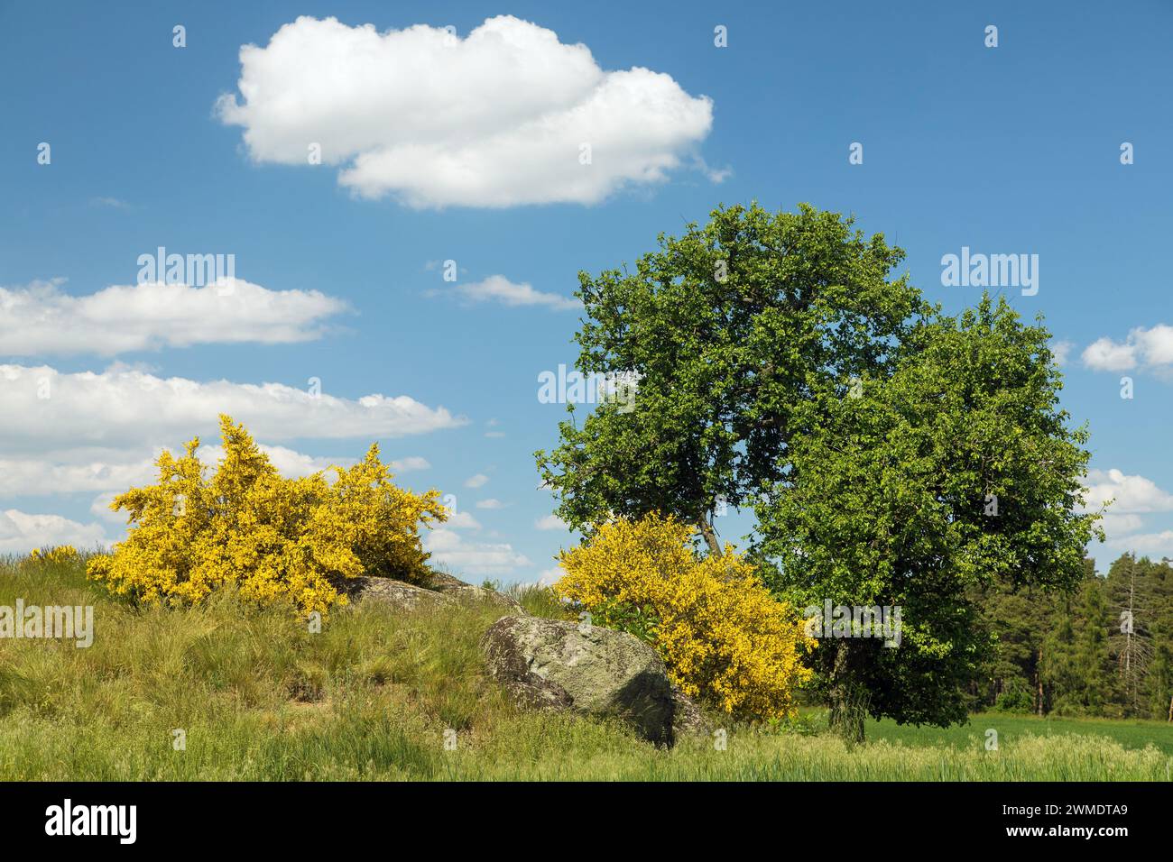 Cytisus scoparius, the common broom or Scotch broom yellow flowering in ...