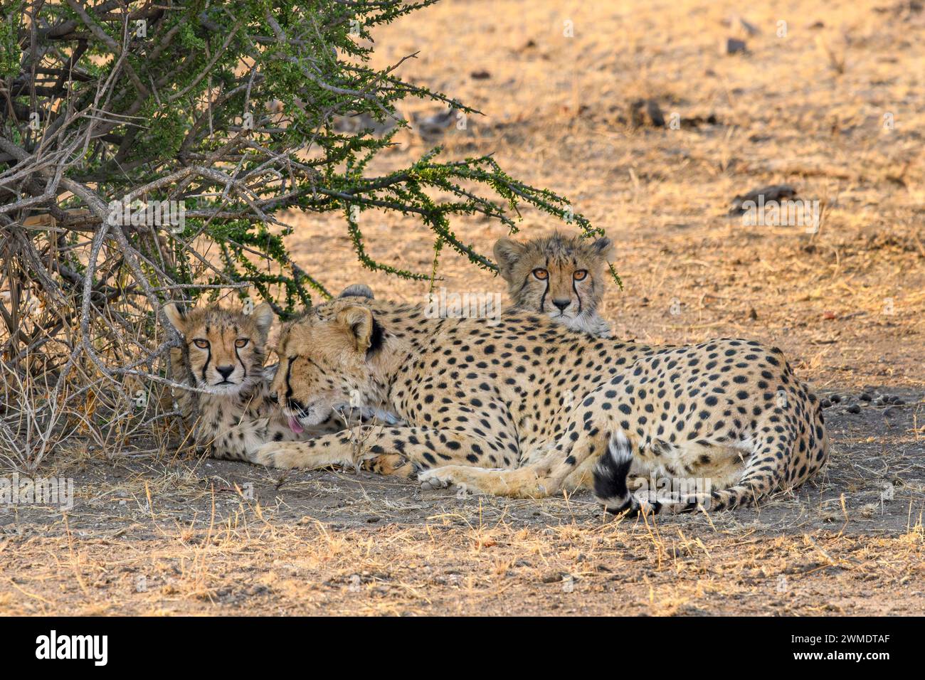 Female Cheetah, Acinonyx jubatus, with offspring, Mashatu Game Reserve, Botswana Stock Photo - Alamy