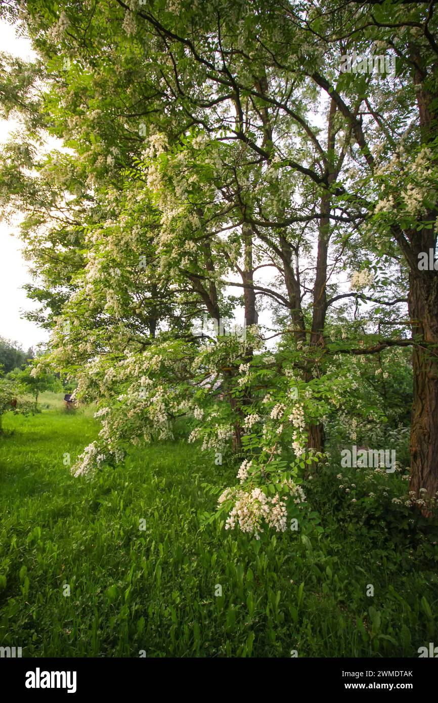 Robinia pseudoacacia, false acacia trees in bloom Stock Photo - Alamy