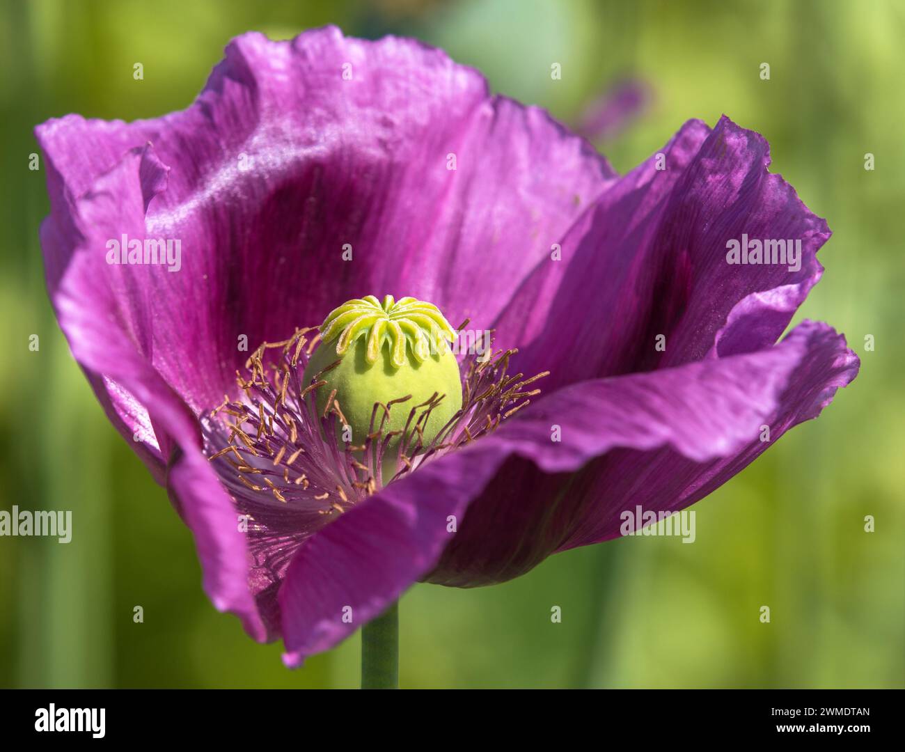 Detail of opium poppy flower, in latin papaver somniferum, dark purple ...