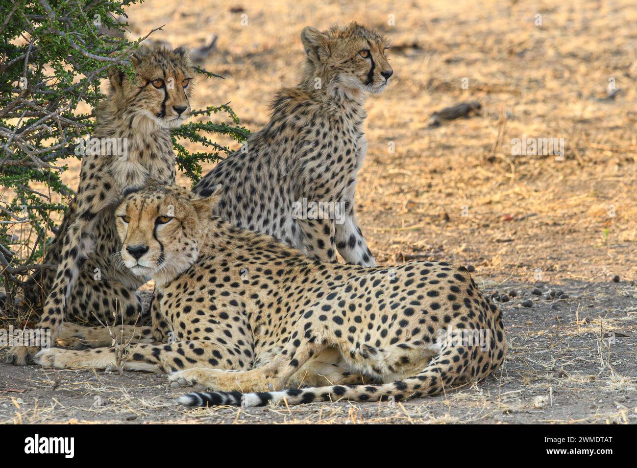 Female Cheetah, Acinonyx jubatus, with offspring, Mashatu Game Reserve, Botswana Stock Photo - Alamy