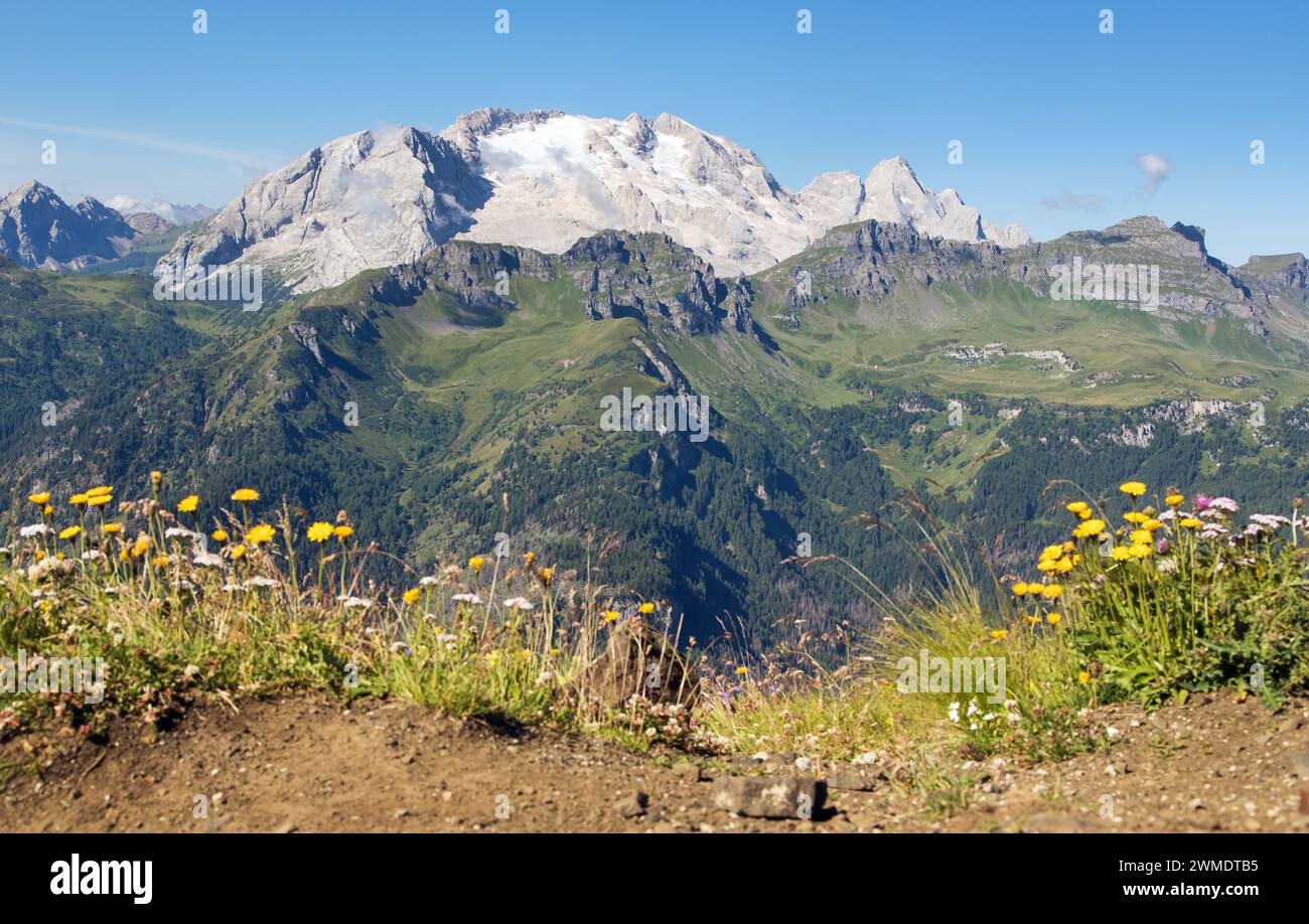 View of mount Marmolada peak with flowers, the highest mount of ...