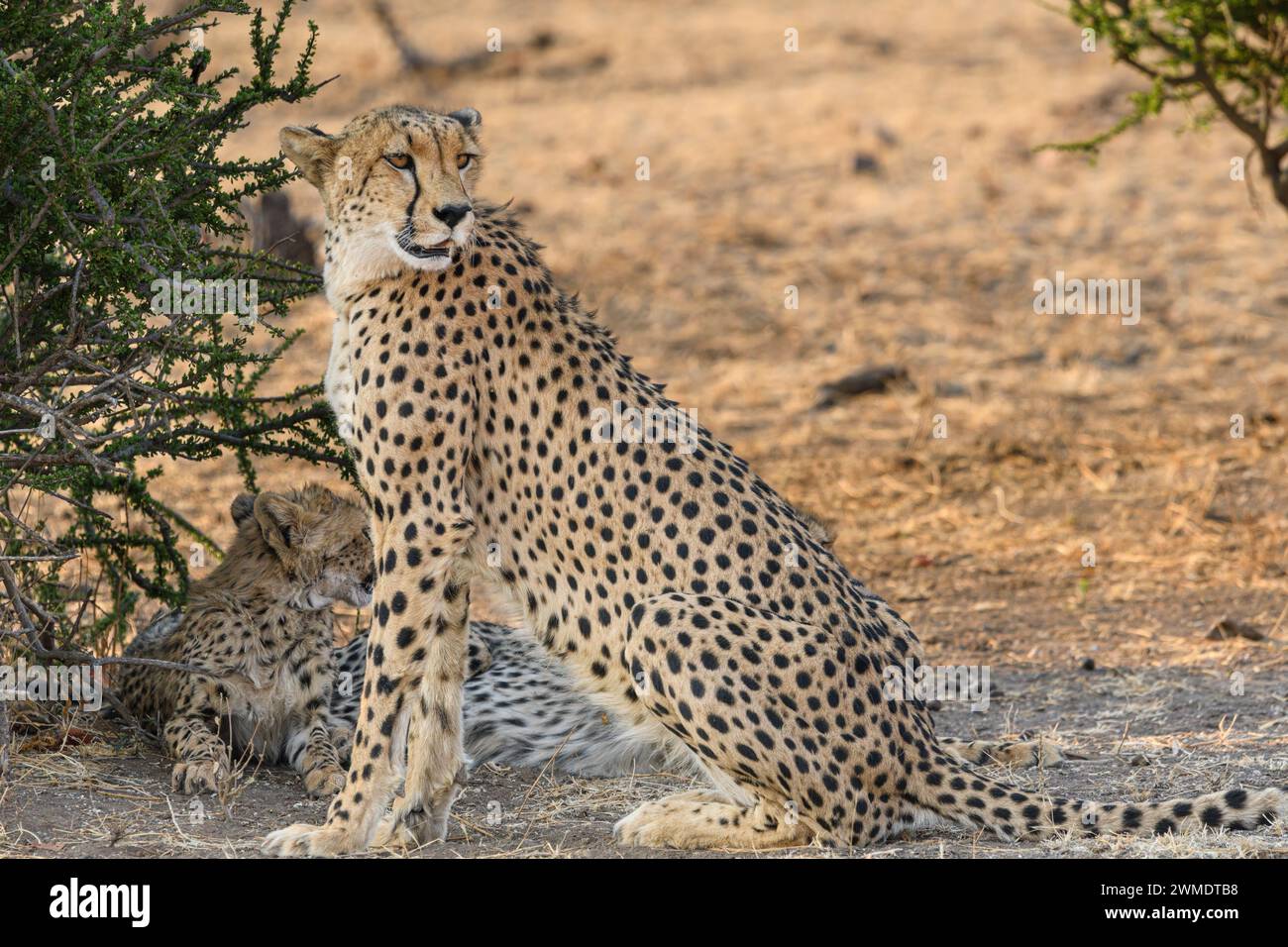 Female Cheetah, Acinonyx jubatus, with offspring, Mashatu Game Reserve, Botswana Stock Photo - Alamy