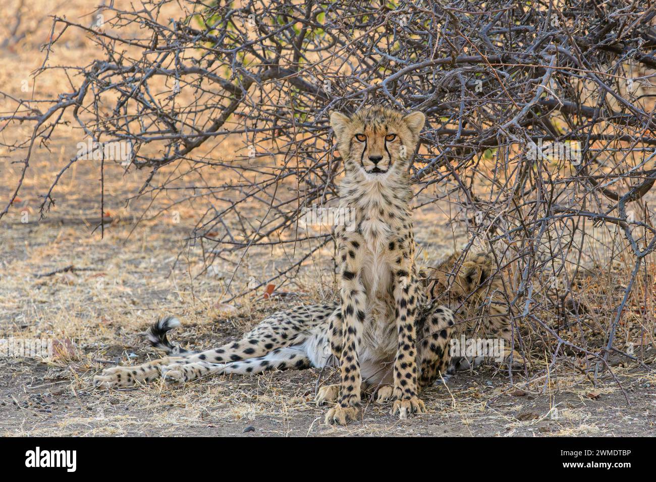 Cheetah cubs, Acinonyx jubatus, Mashatu Game Reserve, Botswana Stock Photo - Alamy