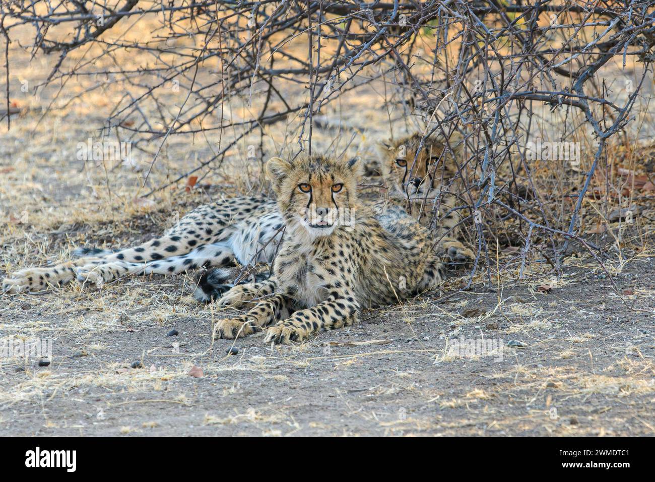 Cheetah cubs, Acinonyx jubatus, Mashatu Game Reserve, Botswana Stock Photo - Alamy
