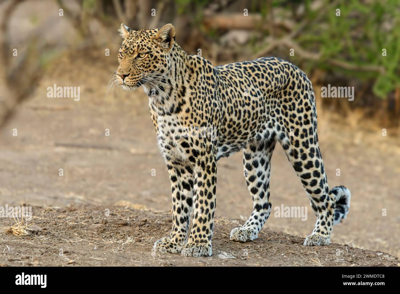 Female African leopard, Panthera pardus pardus, known as Mathoja ...