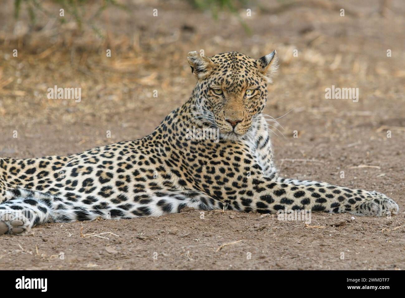 Female African leopard, Panthera pardus pardus, known as Mathoja ...