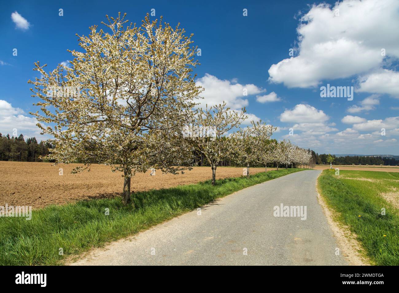 road and alley of flowering cherry trees in latin Prunus cerasus with ...