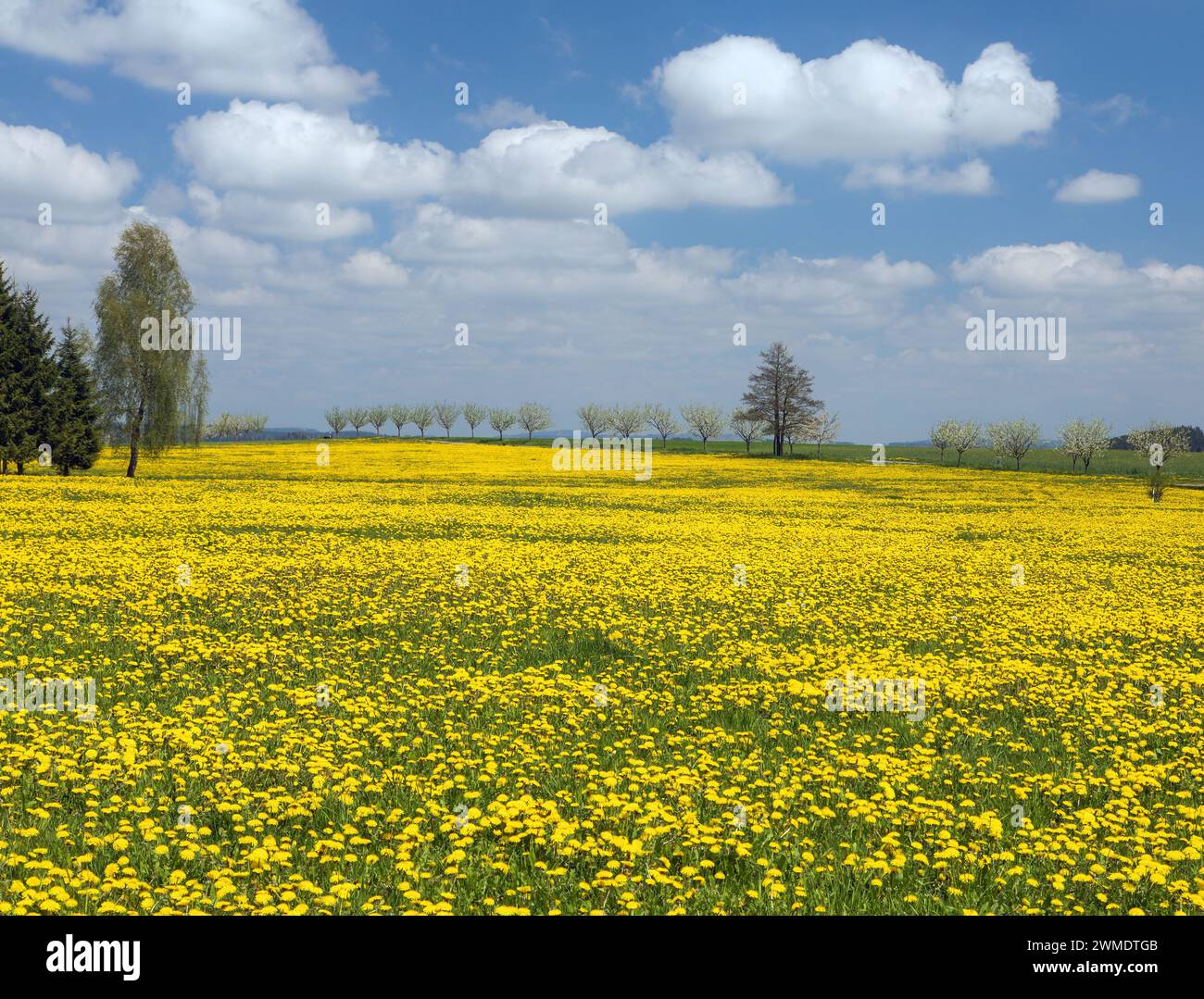 yellow flowering meadow full of common dandelions springtime landscape ...
