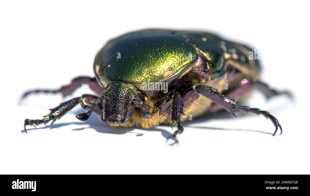Green Rose Chafer, in latin Cetonia Aurata, isolated on white background Stock Photo - Alamy