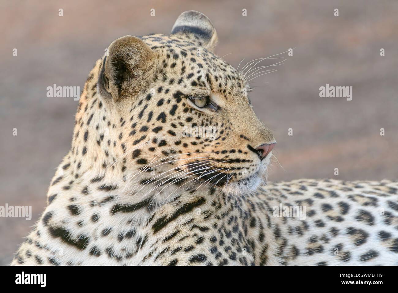 African Leopard, Panthera pardus, Mashatu Game Reserve, Botswana Stock ...