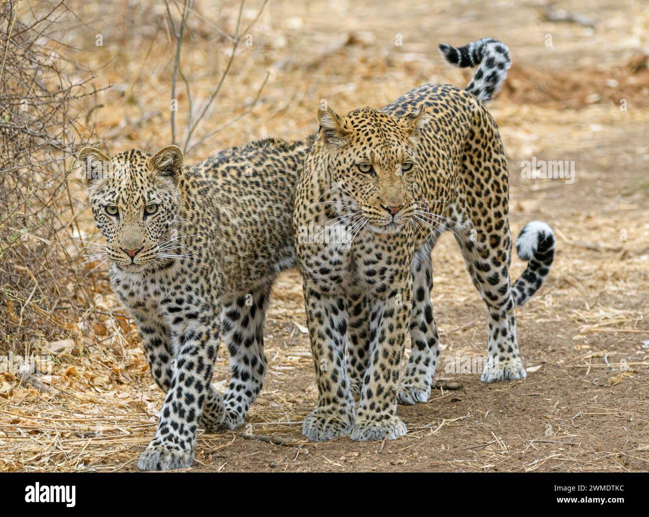 Female African Leopard and adolescent cub, Panthera pardus, Mashatu ...