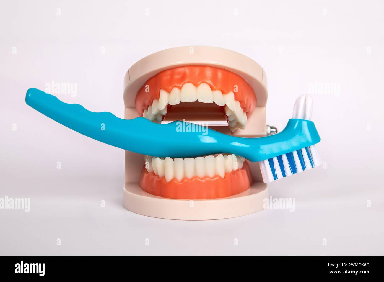 Toothbrush between teeth of teeth pattern on a white background. Tooth ...