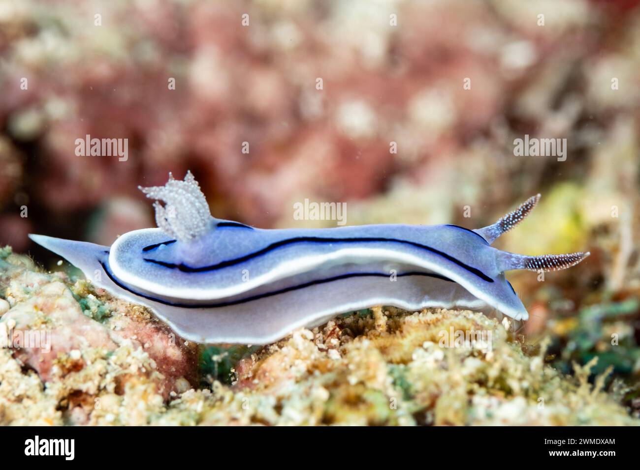Macro view of colorful purple nudibranch, Nudibranchia, sea slug ...