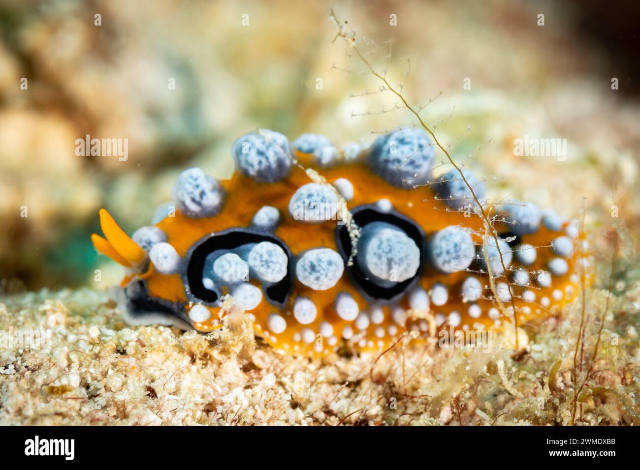 Macro view of colorful nudibranch, Nudibranchia, sea slug crawling ...
