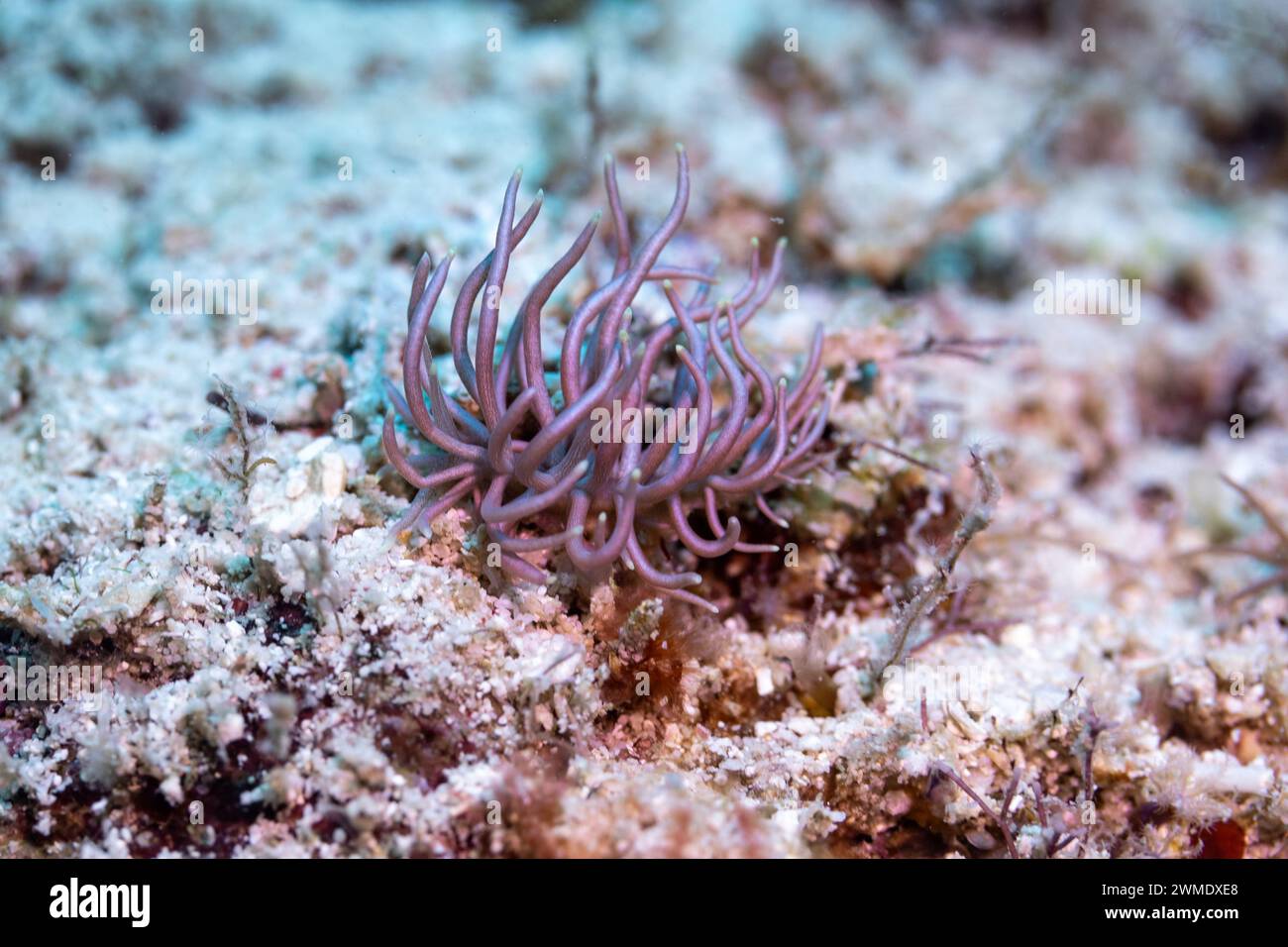 Macro view of colorful nudibranch, Nudibranchia, sea slug crawling ...