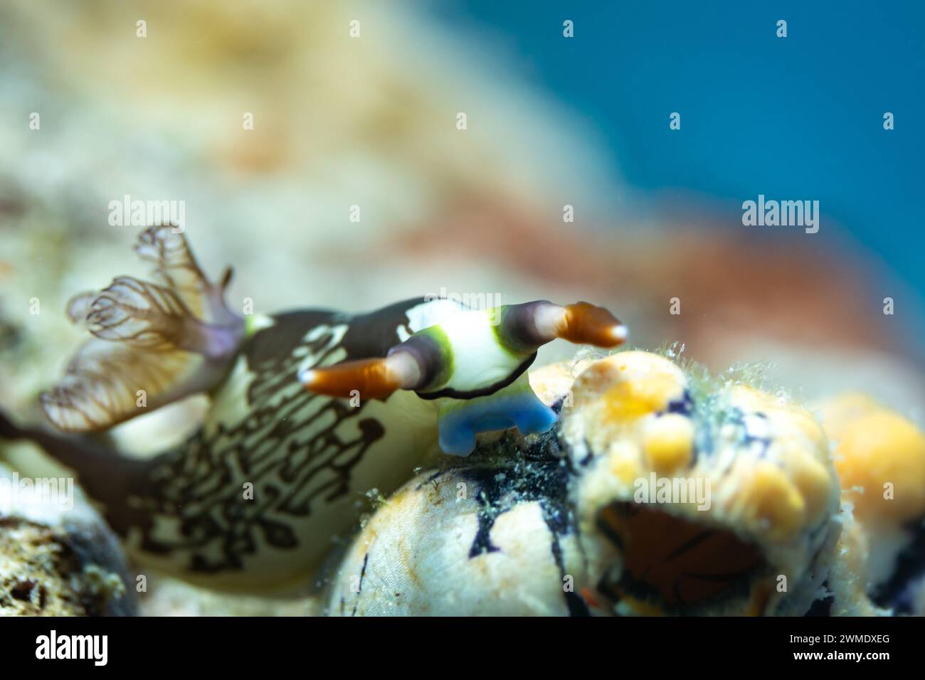 Macro view of colorful nudibranch, Nudibranchia, sea slug crawling ...