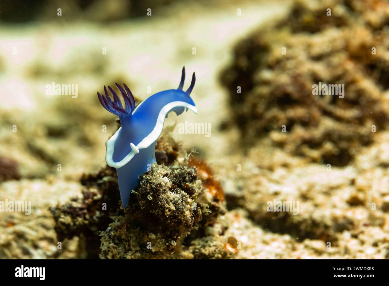 Macro view of colorful nudibranch, Nudibranchia, sea slug crawling ...