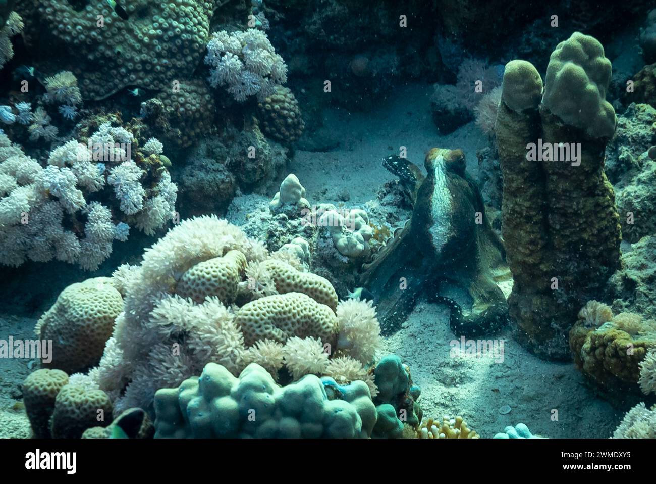 East Pacific red octopus, Octopus rubescens, scavenging and hunting on ...