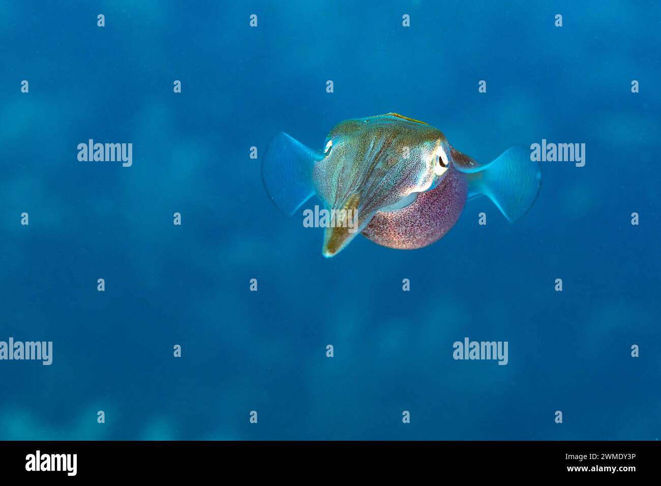 Reef Squid, Sepioteuthis sepioidea, displays vibrant color swimming ...