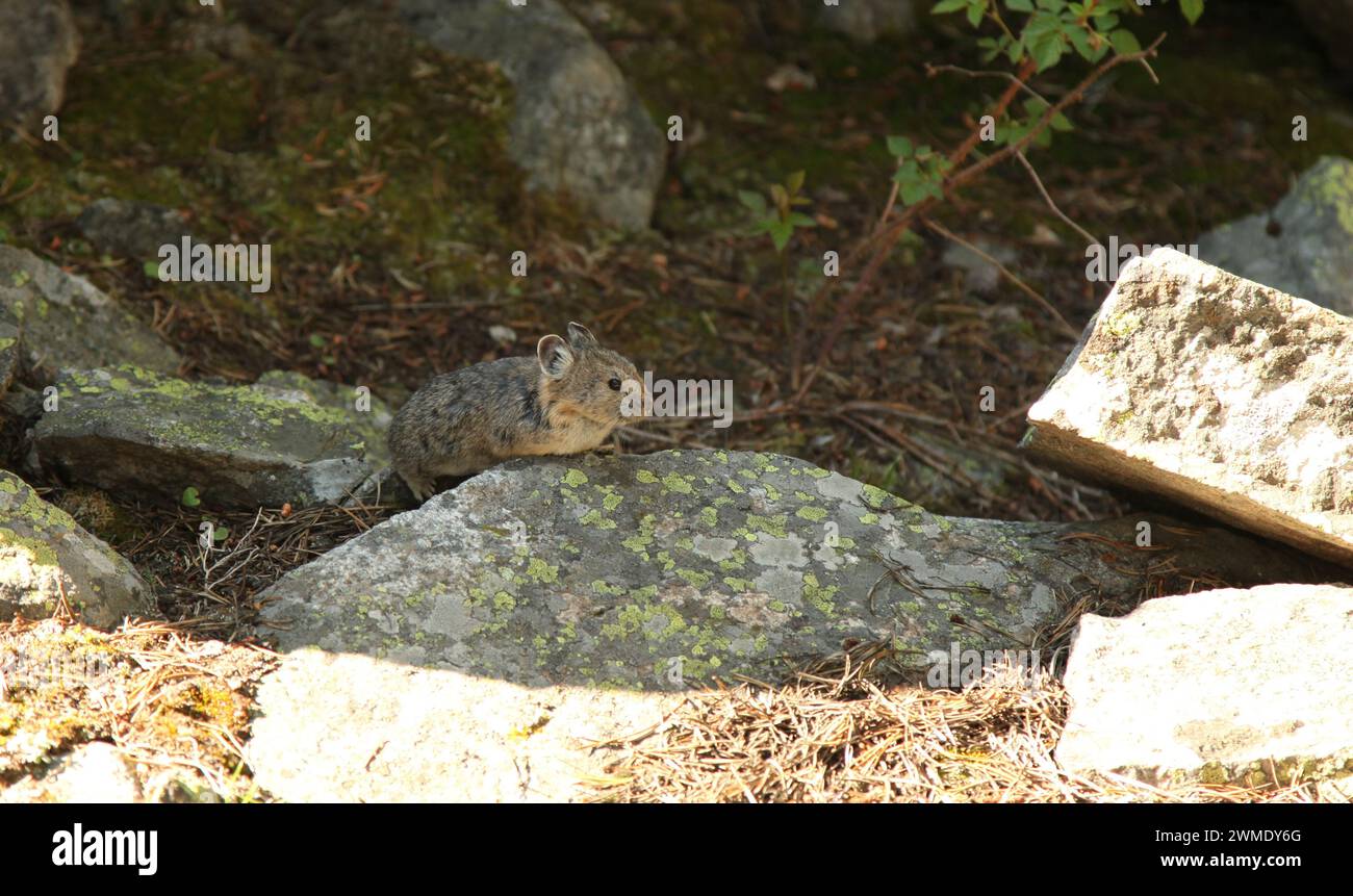 American Pika (Ochotona princeps) on a rock in the Beartooth Mountains ...