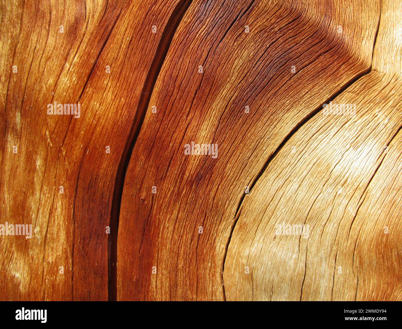 Close-up of golden tree trunk wood grain in Beartooth Mountains ...