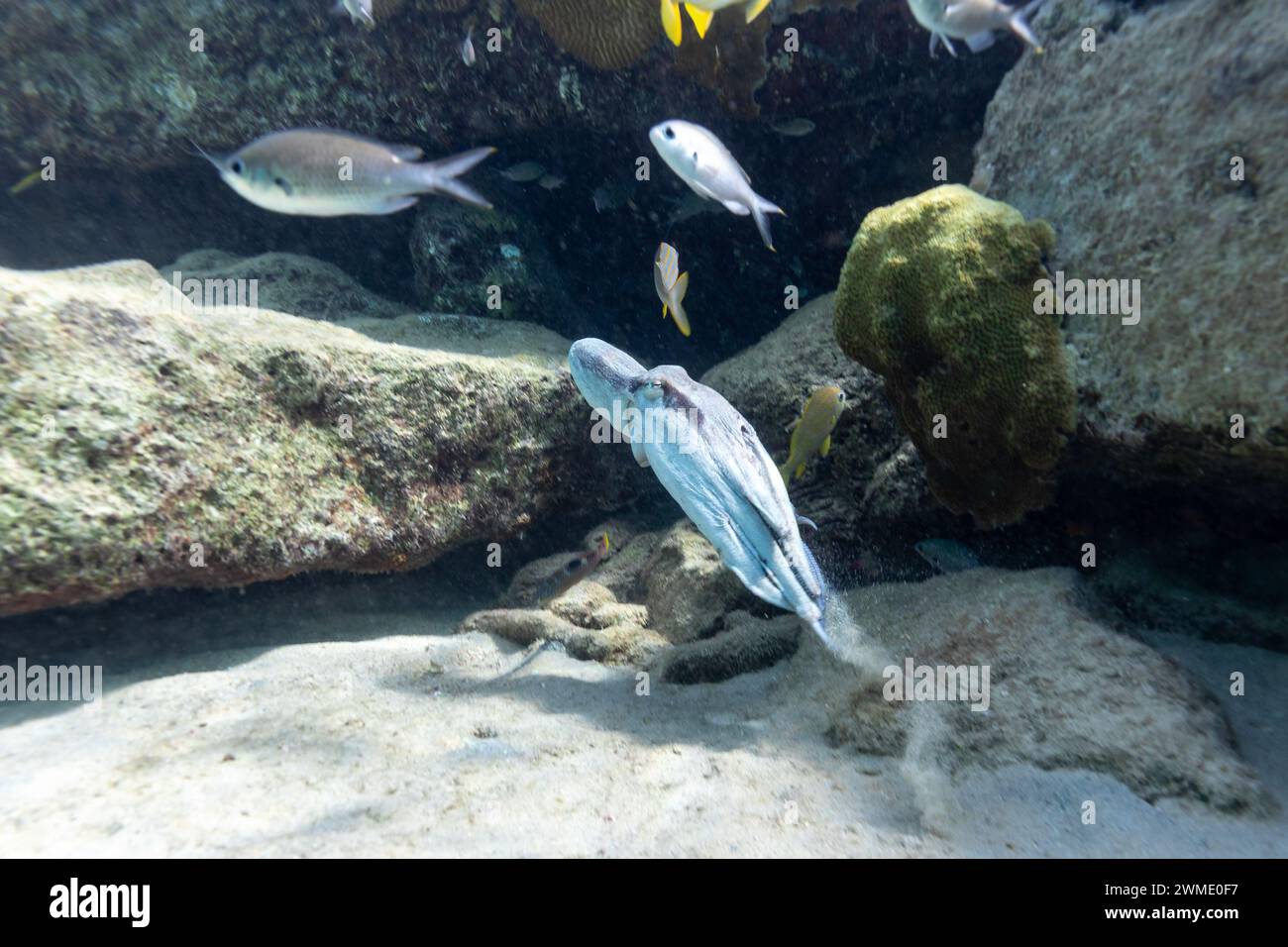 Caribbean Reef Octopus, Octopus briareus, flashes white, brown, and ...