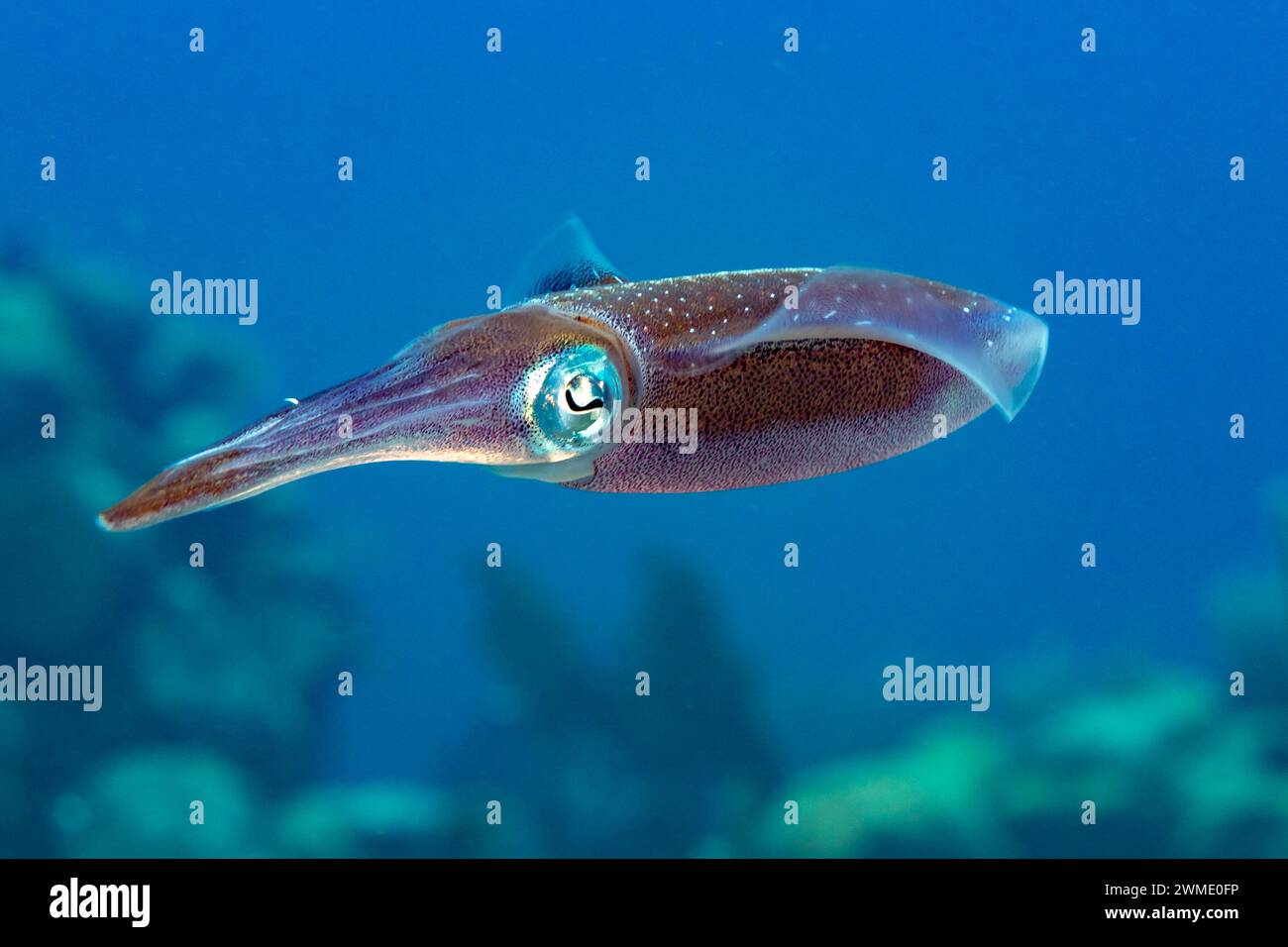 Reef Squid, Sepioteuthis sepioidea, displays vibrant color swimming ...