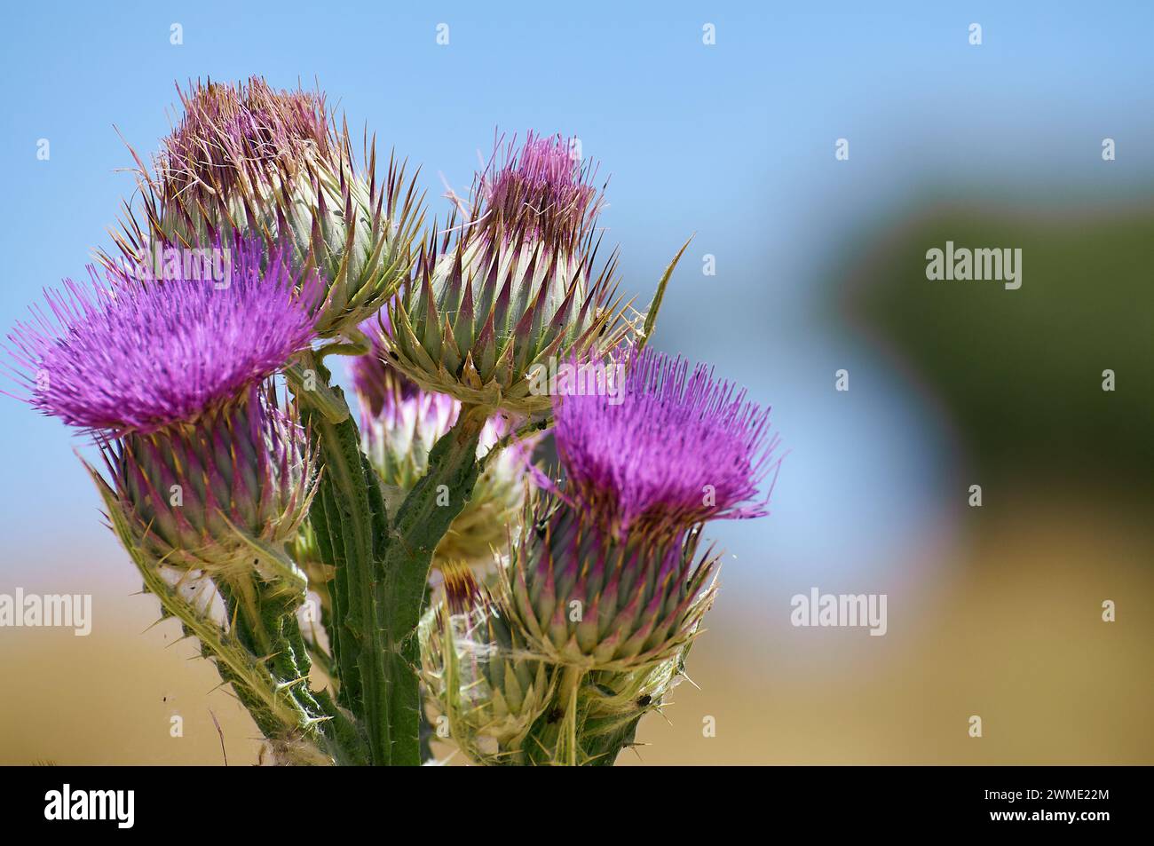 A close-up of a vibrant bull thistle showcasing its spectacular purple ...