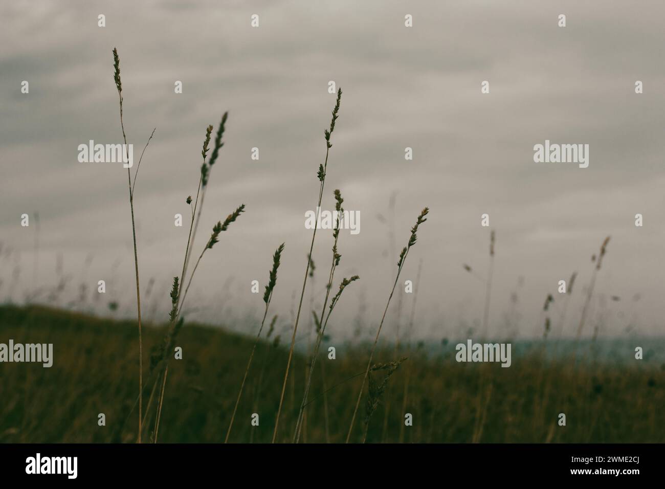 Tall dry grass and ears against an overcast gray sky with low clouds ...