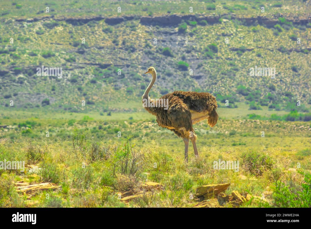 one wild ostrich in the grass plan of Karoo National Park grass ...