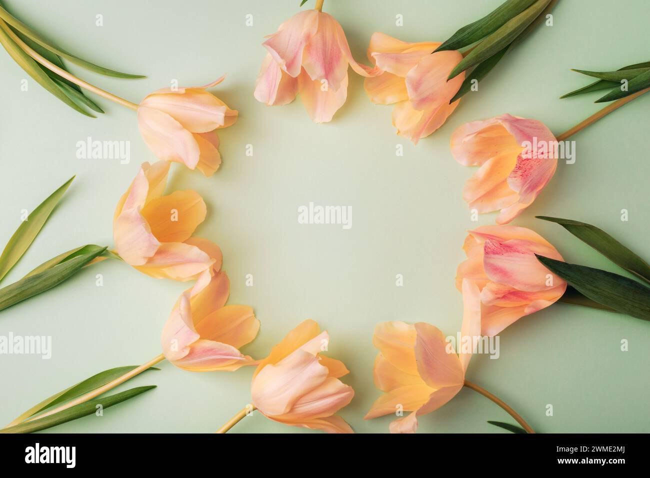Frame of peach tulips on light green background. Spring holidays ...