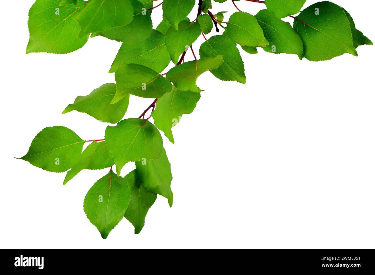 Branch apricots isolated on white background without shadows. Foliage ...