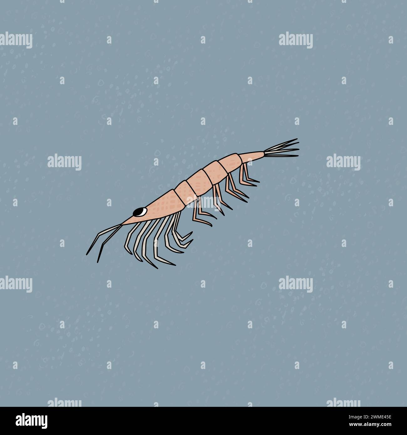 Krill Drawing Antarctic Krill Shrimp Goes Icon Vector Illustration,