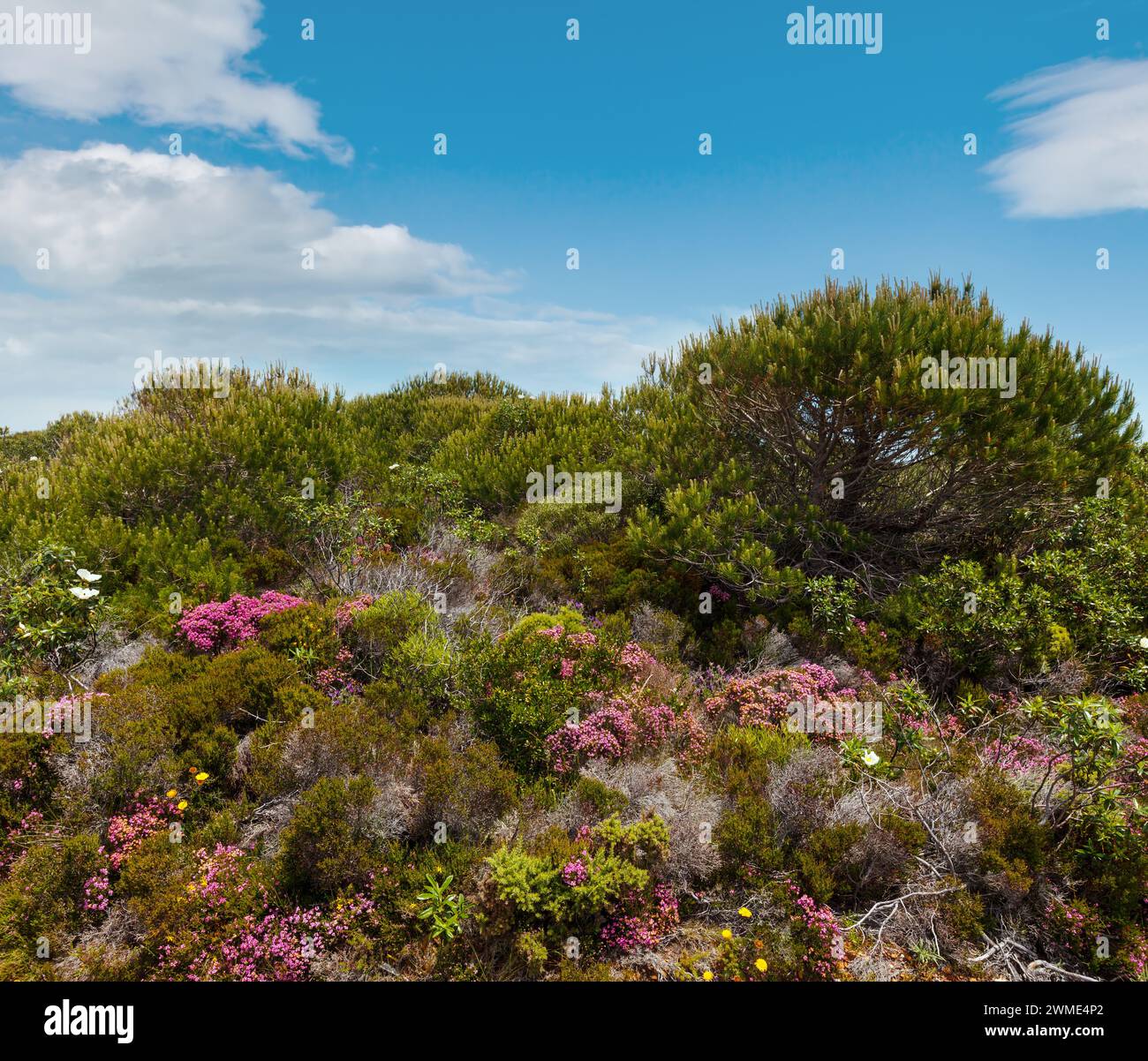 Big white wild azalea flowers bushes (Cistus Ladanifer, Gum rockrose ...