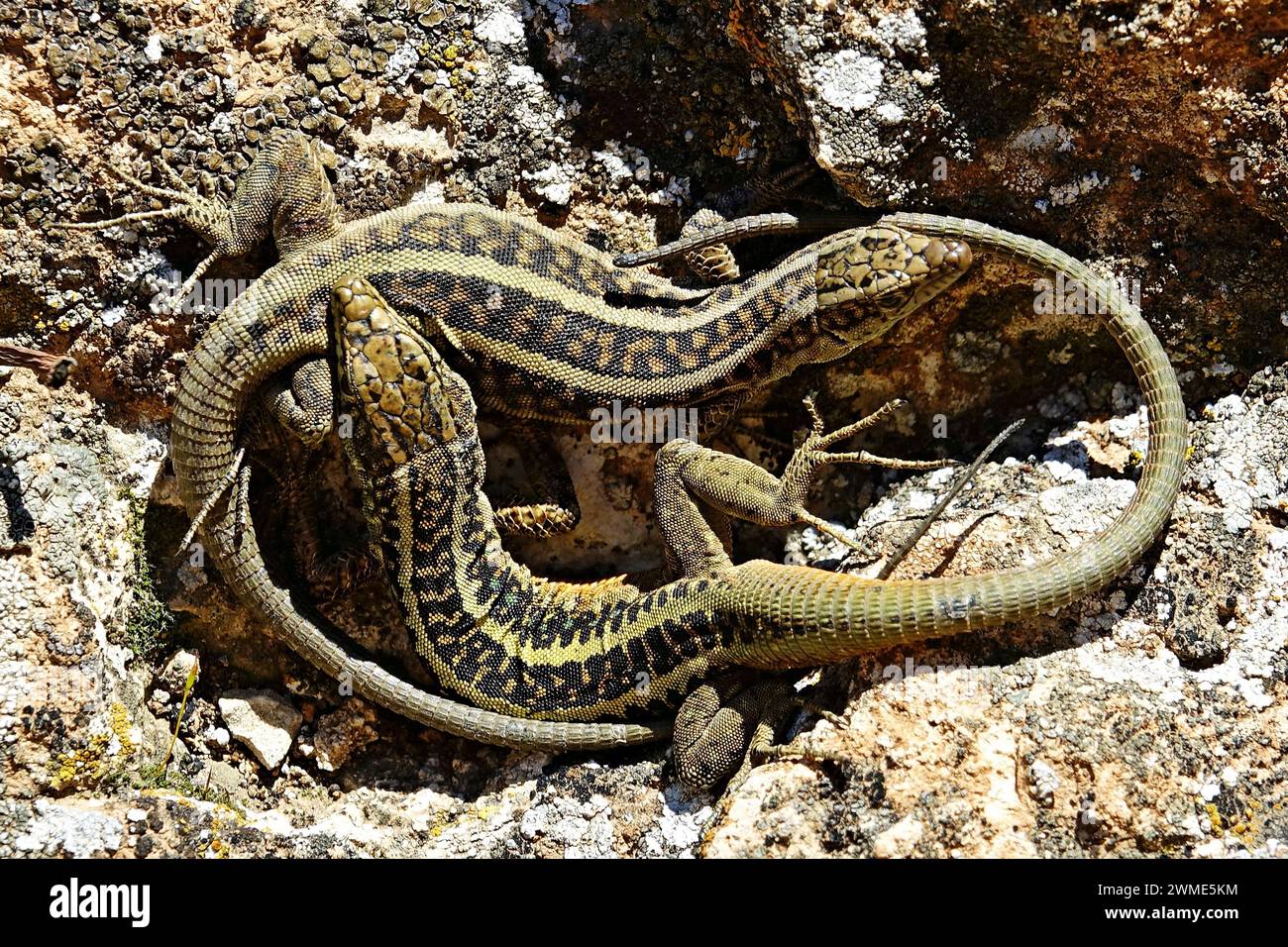 Month earlier hi-res stock photography and images - Alamy