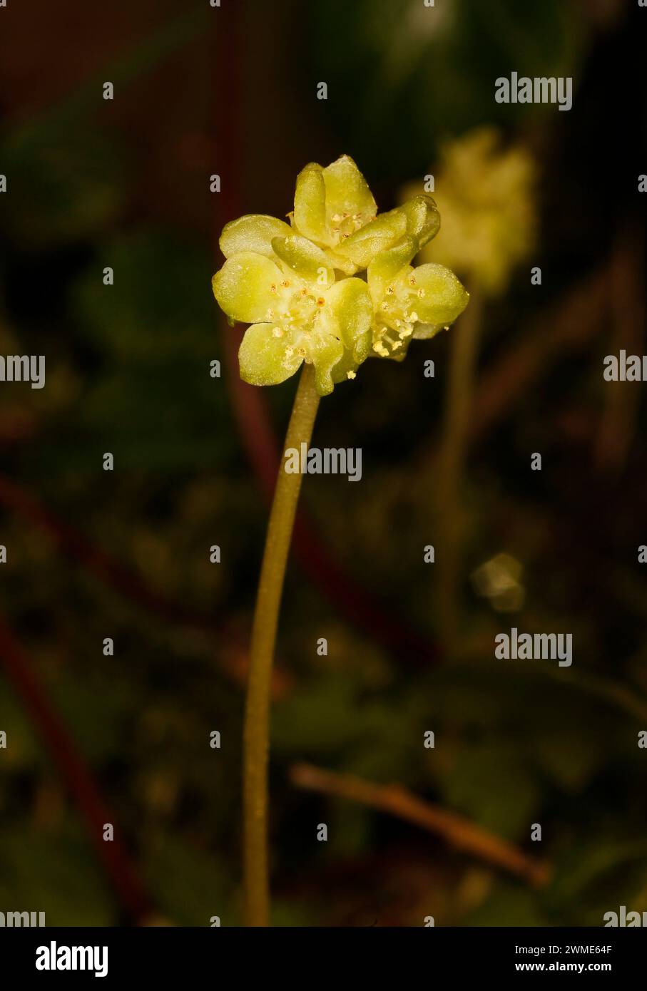 Moschatel hi-res stock photography and images - Alamy