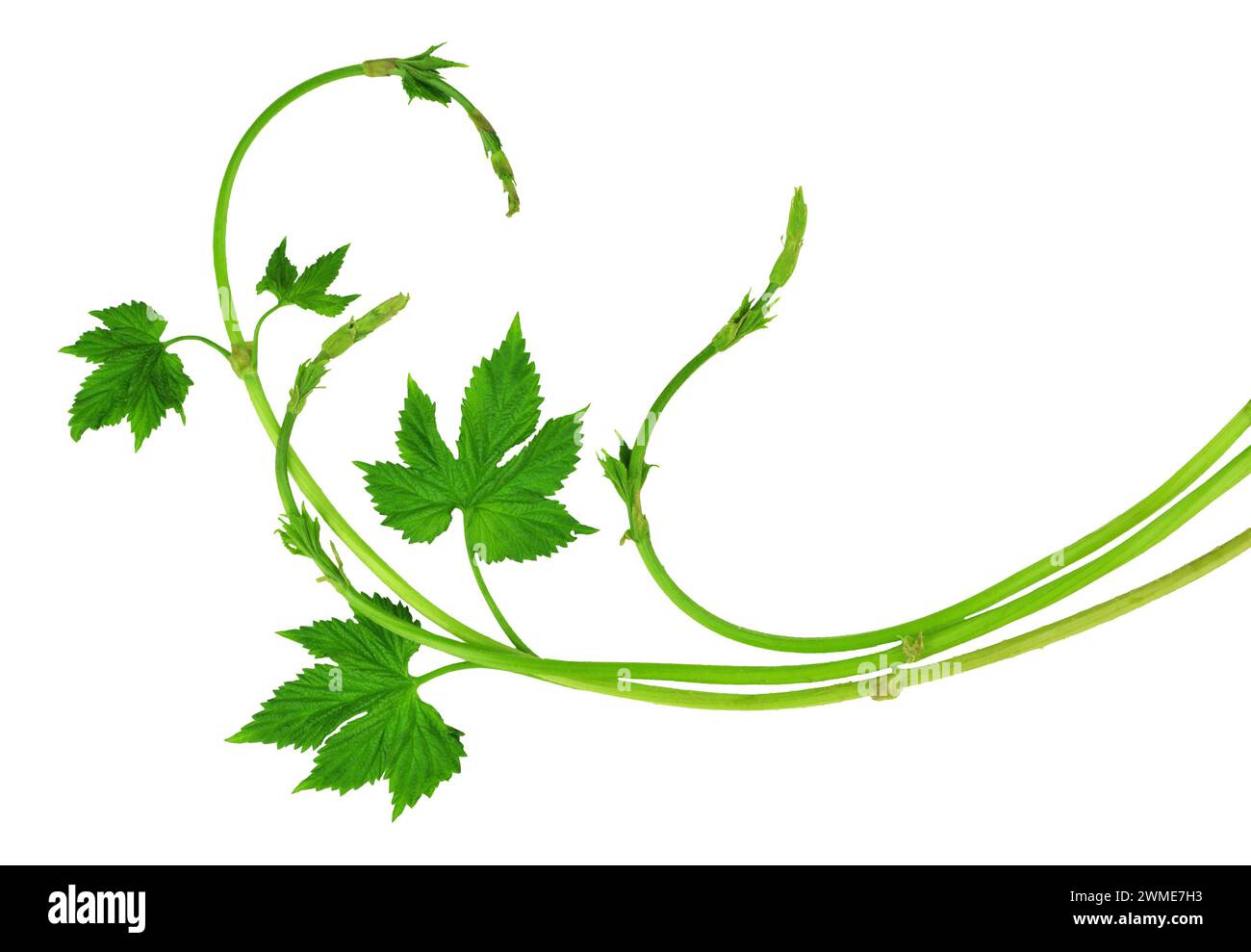 Common hop or Humulus lupulus branch with leaves . Young branches of ...