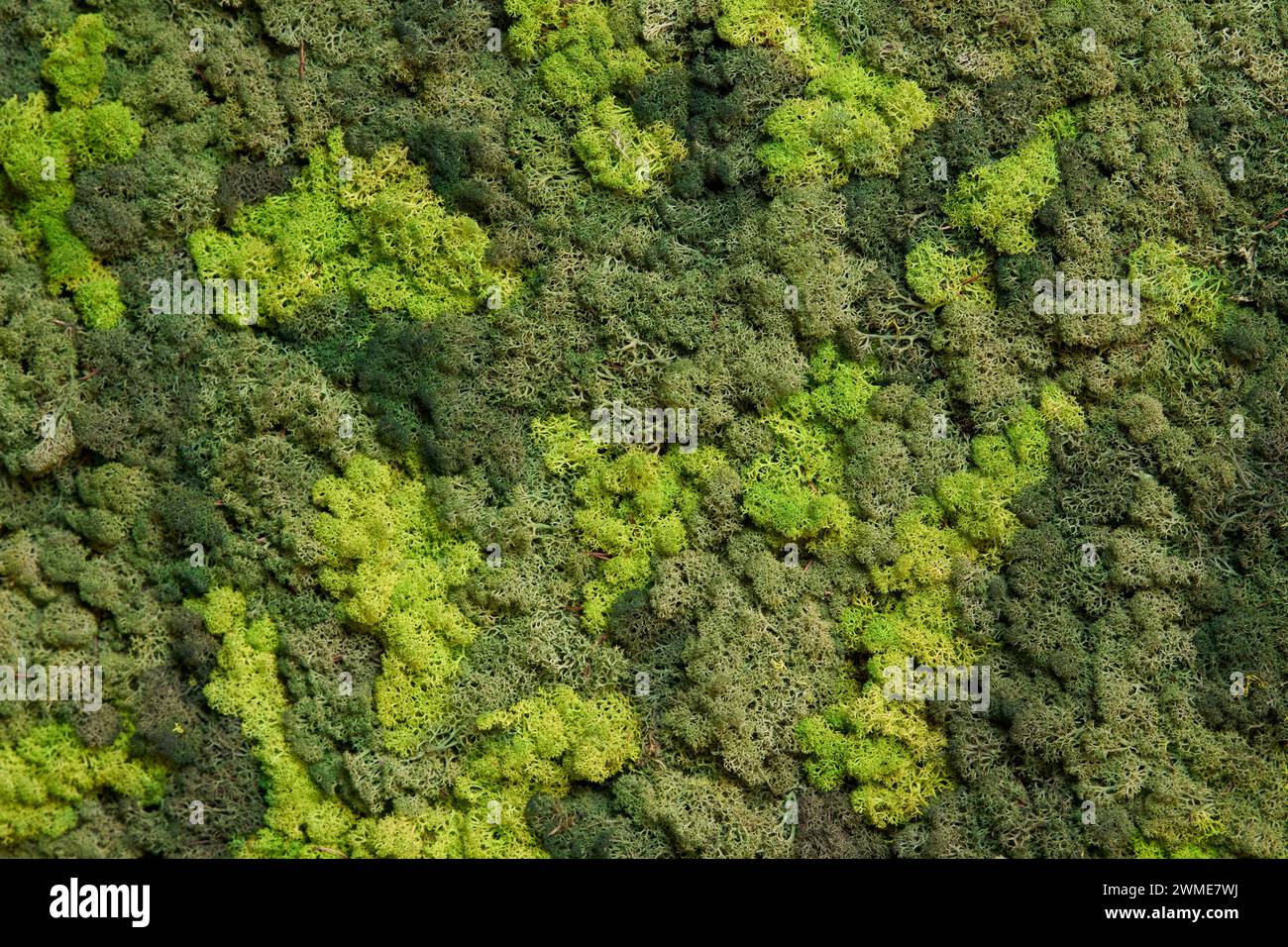 close up view of a canvas made of natural moss of different colors ...