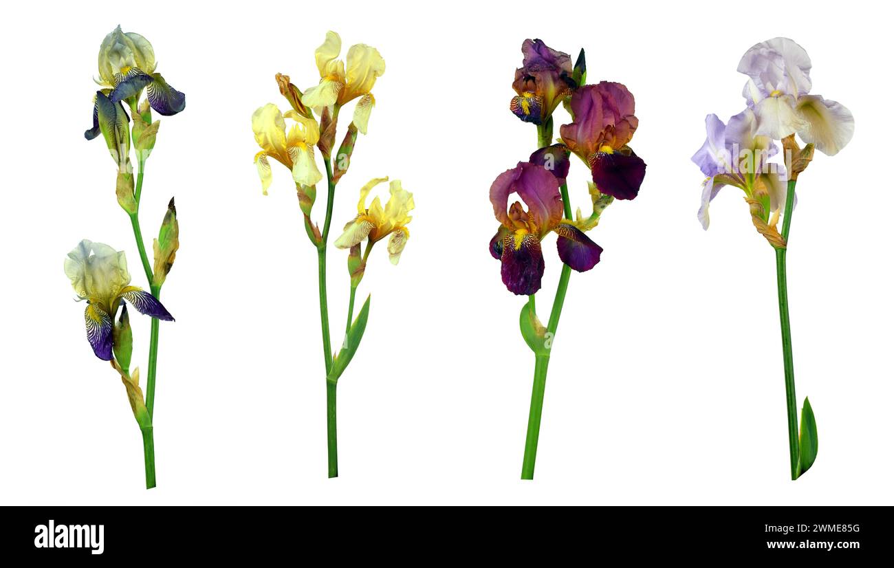 Iris flower bud hi-res stock photography and images - Alamy