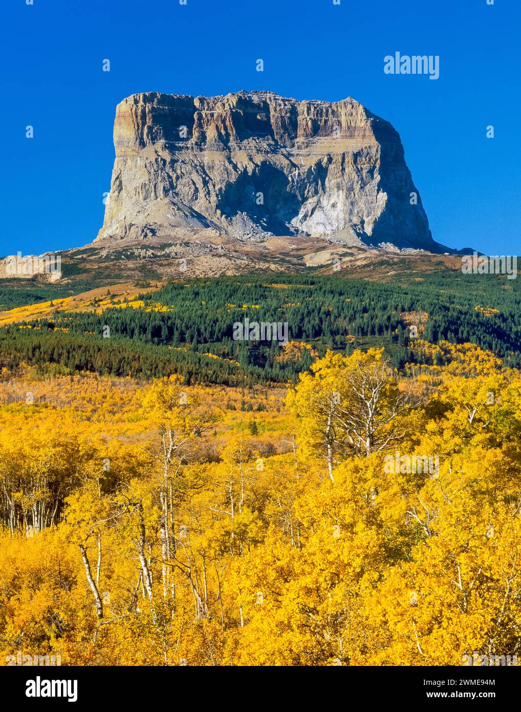 fall colors below chief mountain on the border of glacier national park ...
