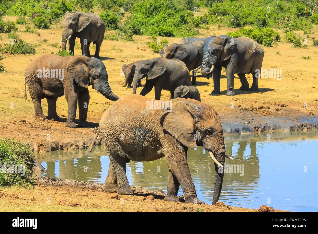 Group of African Elephants near a waterhole in Addo Elephant National ...