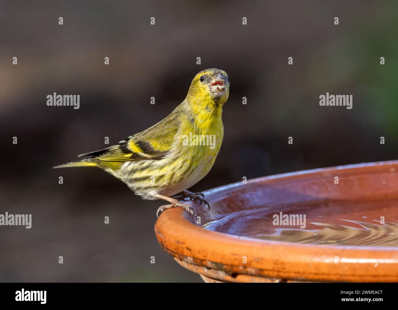 Male siskin bird perched on the edge of a water dish having a drink ...