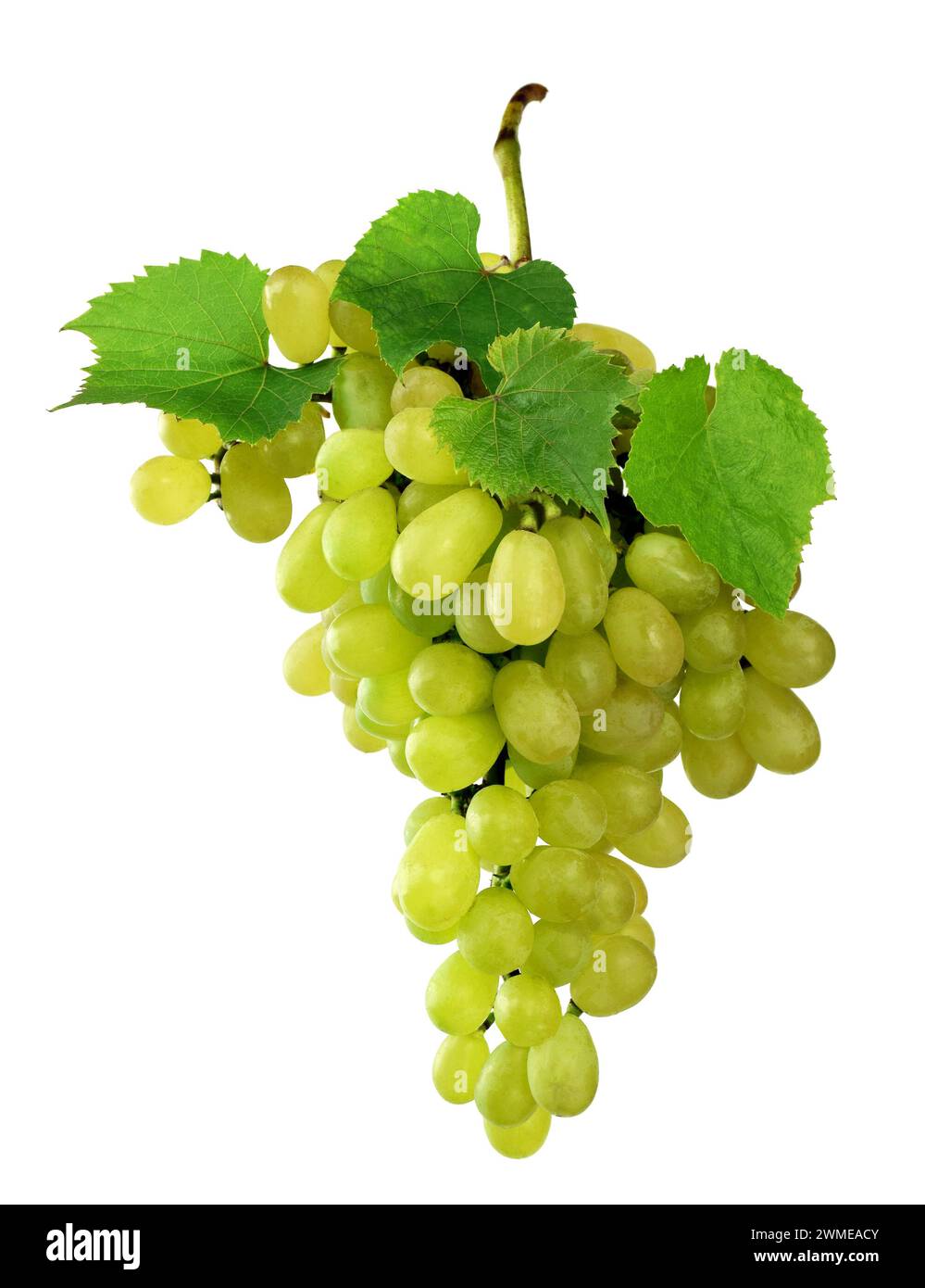 Green grape isolated on white background without a shadow. grapes with ...