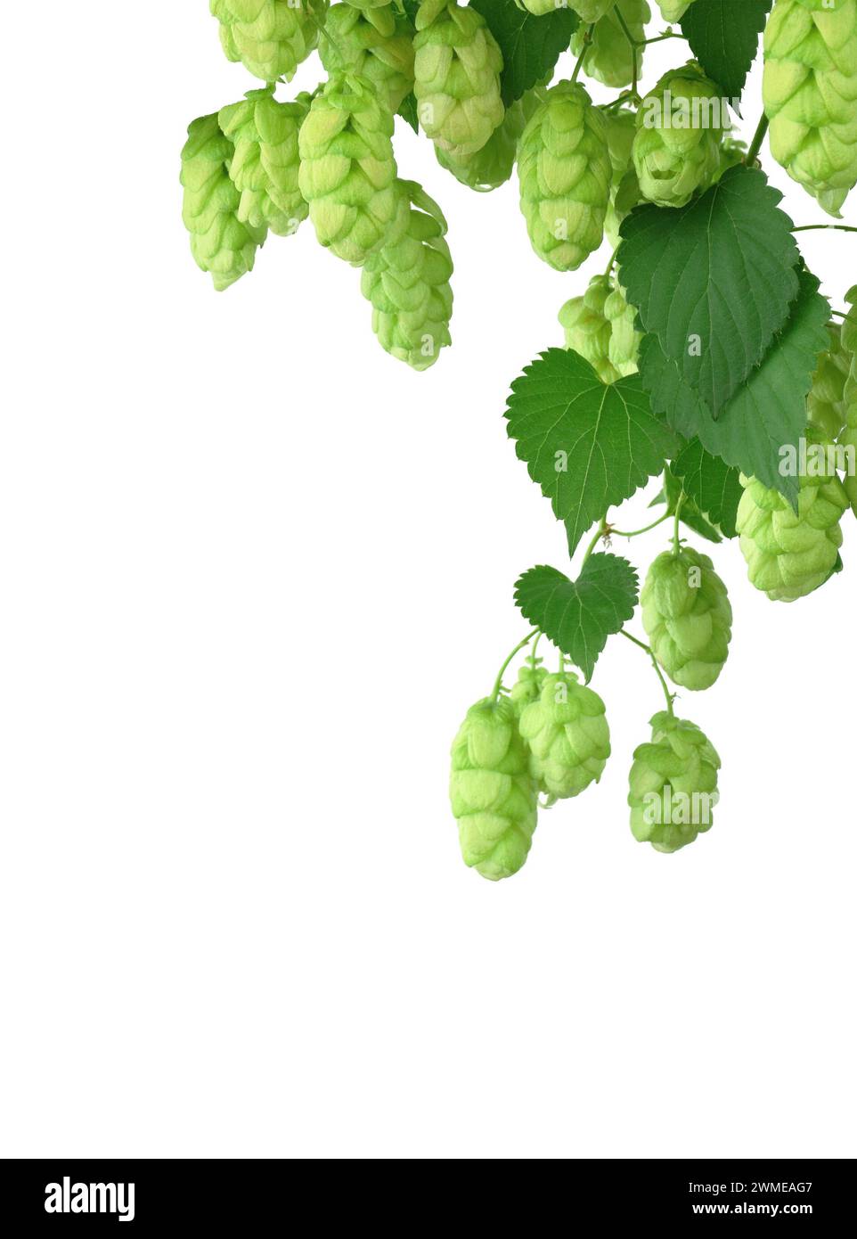 Garland of hop cones and green leaves. Isolated without shadow ...