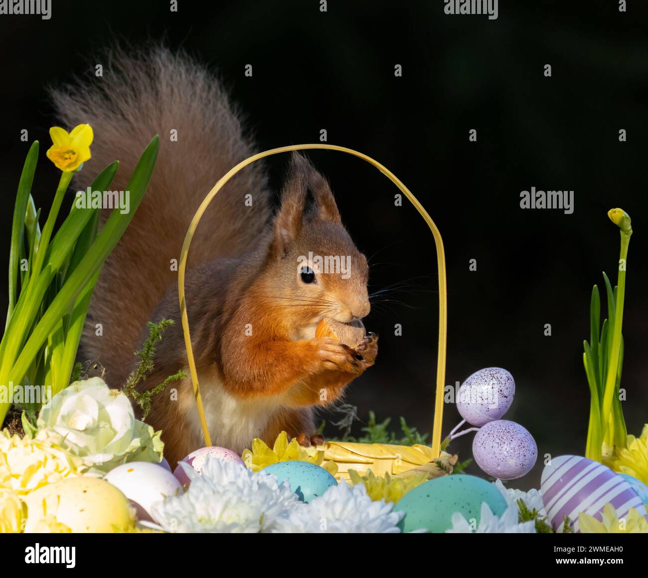 Easter spring scene of cute little scottish red squirrel with daffodils ...