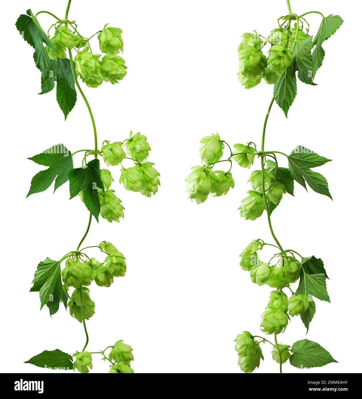 Green hops closeup. Hop cones with green leaves . plants for decorating ...