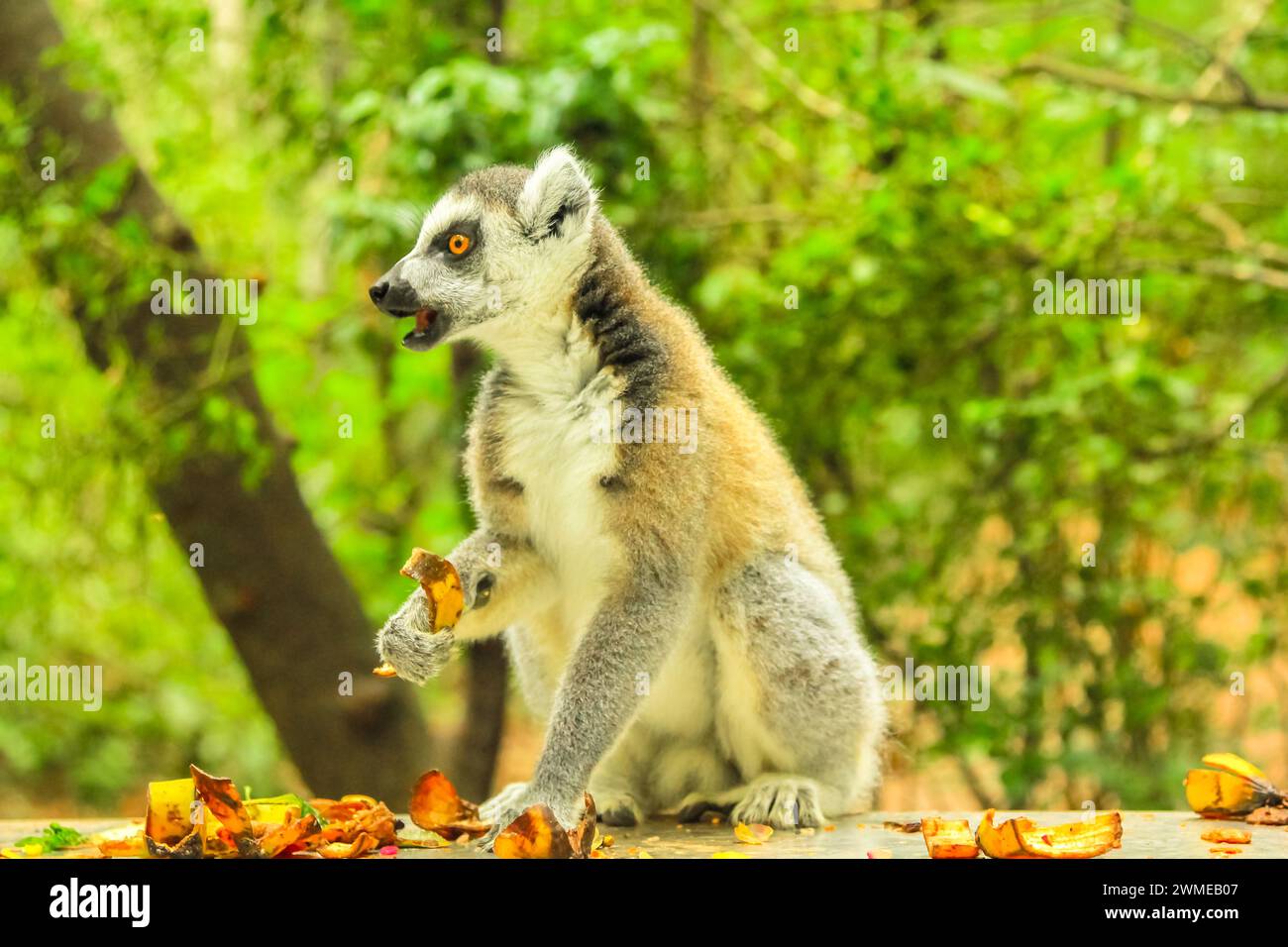 Madagascar Ringtail Lemur. Lemur Catta species eating fruits in the ...