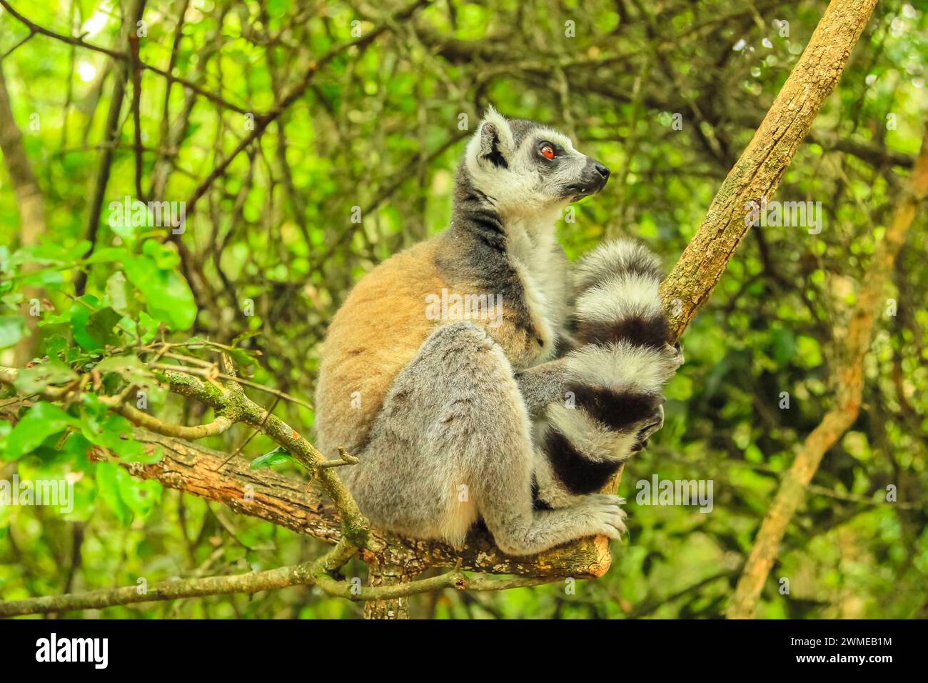Madagascar Ringtail Lemur in the forest background, side view Stock ...