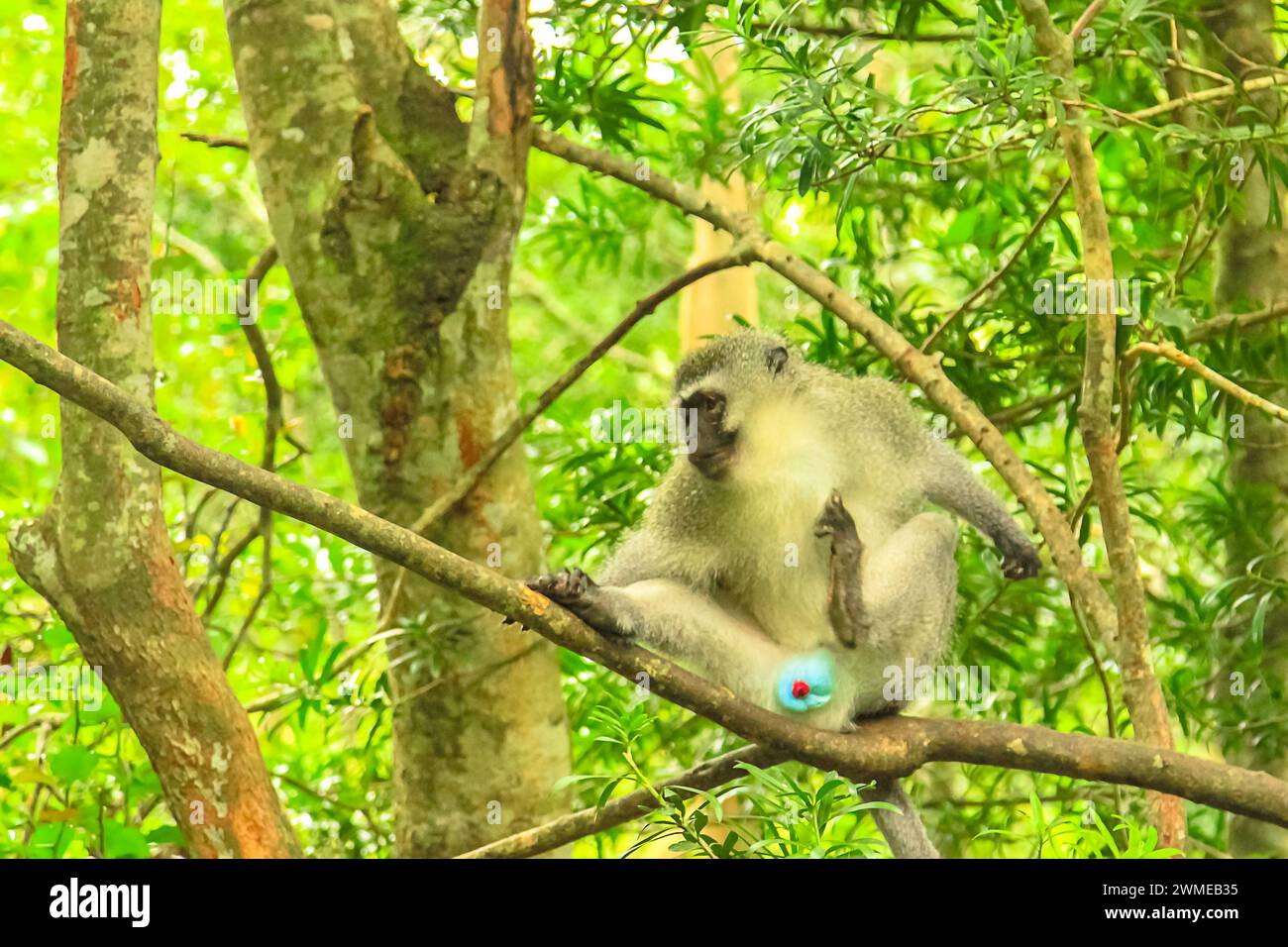 Monkey testicles hi-res stock photography and images - Alamy